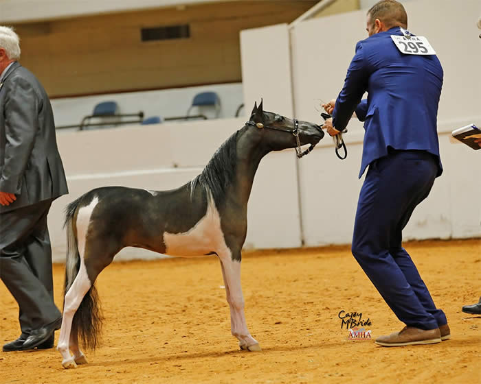 Miniature Geldings for Sale from MiniHorseSales.com